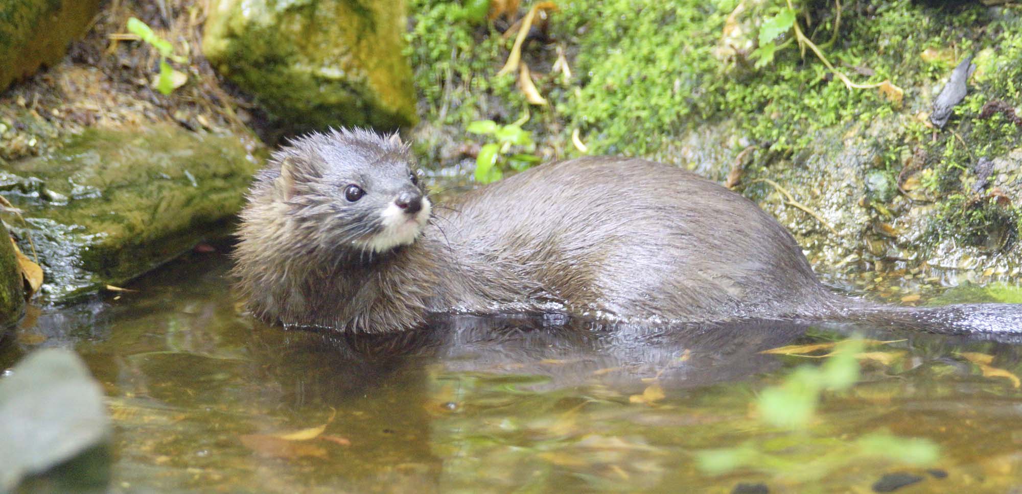 Cría en cautividad del visón europeo para su reintroducción al medio ...